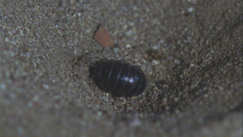 Stock video of pill bug curled up in a | 5758382 | Shutterstock