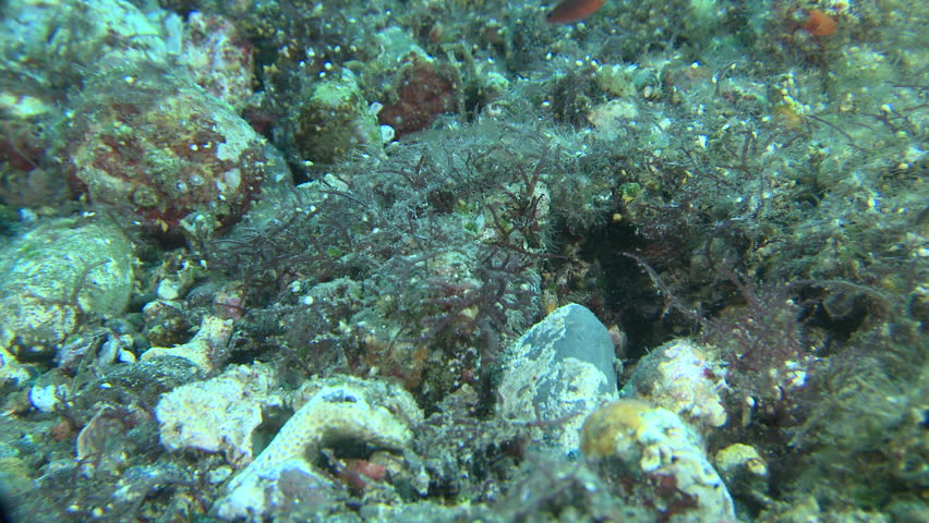 Peacock Mantis Shrimp Moving Rocks Stock Footage Video (100% Royalty ...