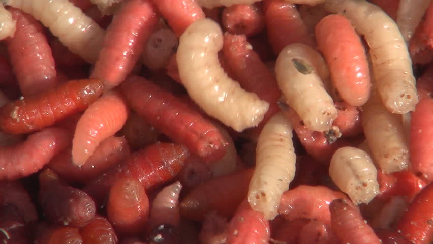Maggots as Bait for Fishing Stock Footage Video (100% Royalty-free ...