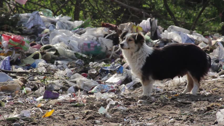 Stockvideo von 20/35 dog eating on waste.landfill cause | 6041342 ...