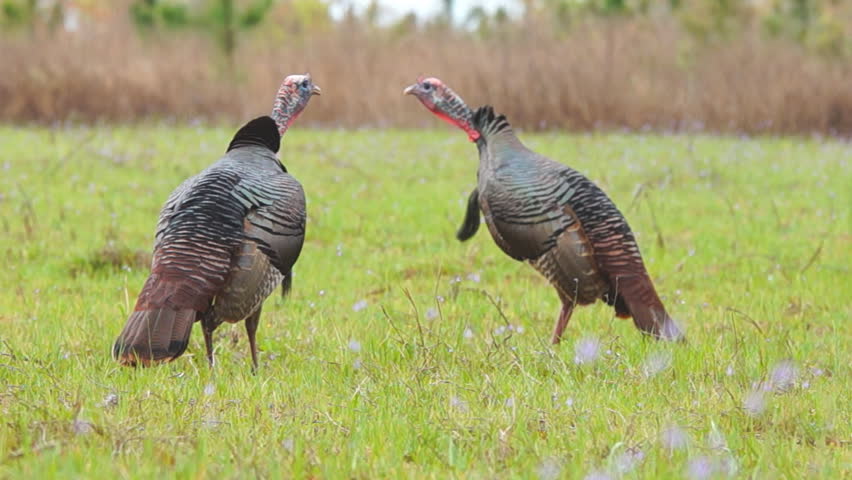 Wild Turkey (Meleagris Gallopavo) Mature Male Gobblers Feeding And Then ...