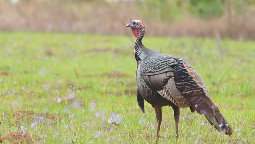 Wild Turkey (Meleagris Gallopavo) Mature Male Gobblers Feeding And Then ...