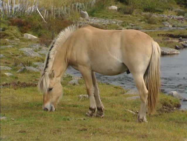 Norwegian Fjord Horse Grazing In Glacial Mountainous Landscape, Rondane ...