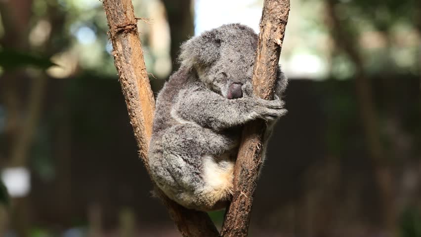 Arkivvideo koala bear on tree branch. the | 6129542 | Shutterstock