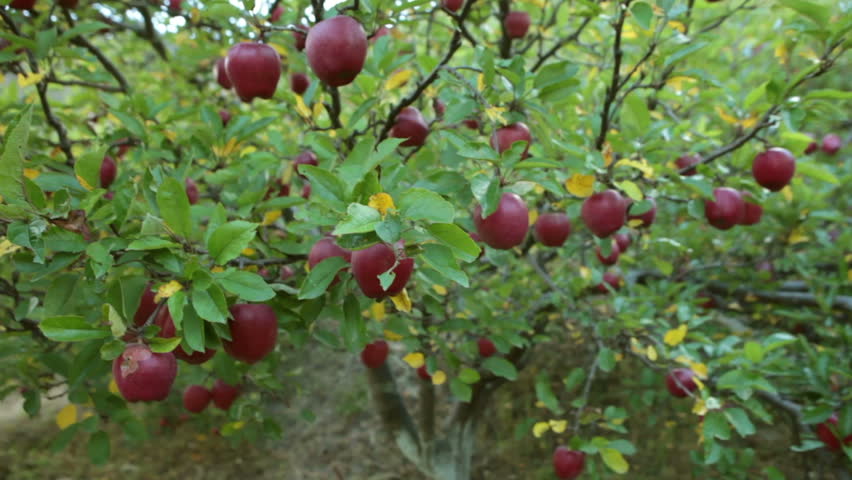 Apples Trees of Marpha, Mustang, Stock Footage Video (100% Royalty-free ...