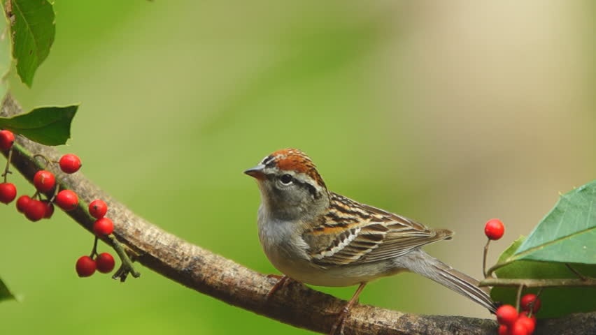 Song Sparrow image - Free stock photo - Public Domain photo - CC0 Images