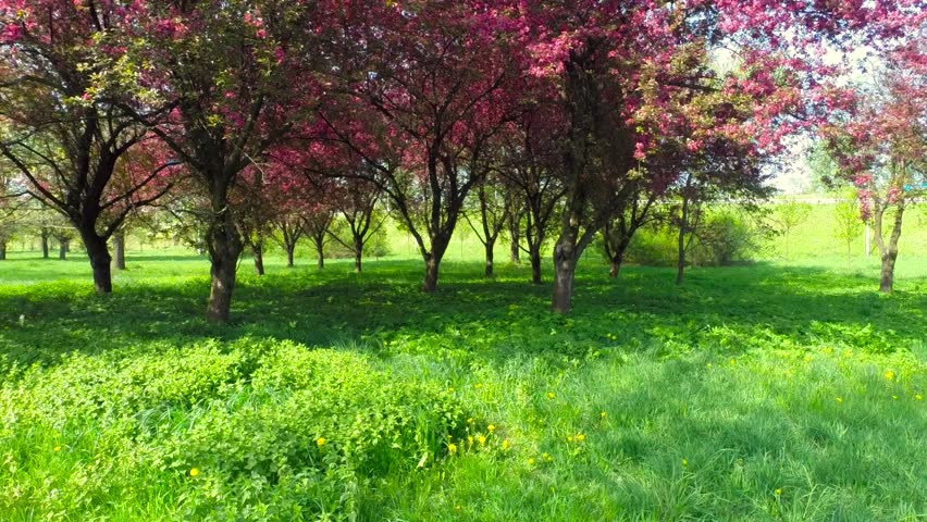 Beautiful Nature Forest Trees Scenery. Peaceful Life Balancing ...