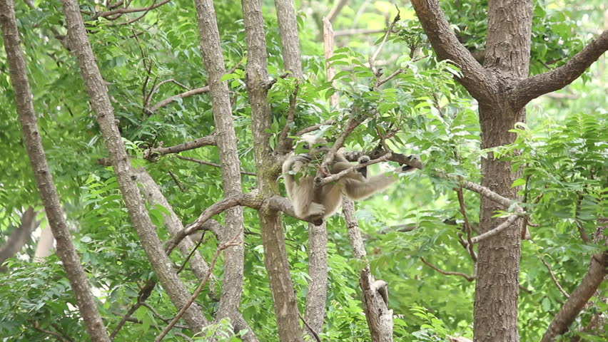 Stock Video Clip of Monkey climbing a tree. - Gold monkey | Shutterstock