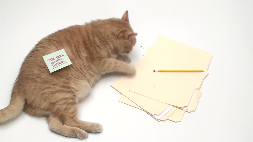 Cat Covered In Post It Notes Stock Footage Video 689344 | Shutterstock