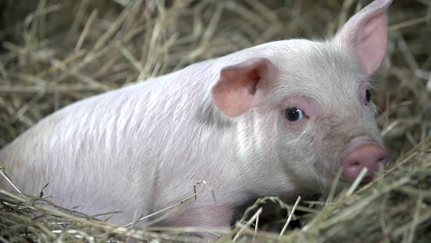Man Holds A Pig Under The Chin And Strokes His Head Stock Footage Video ...
