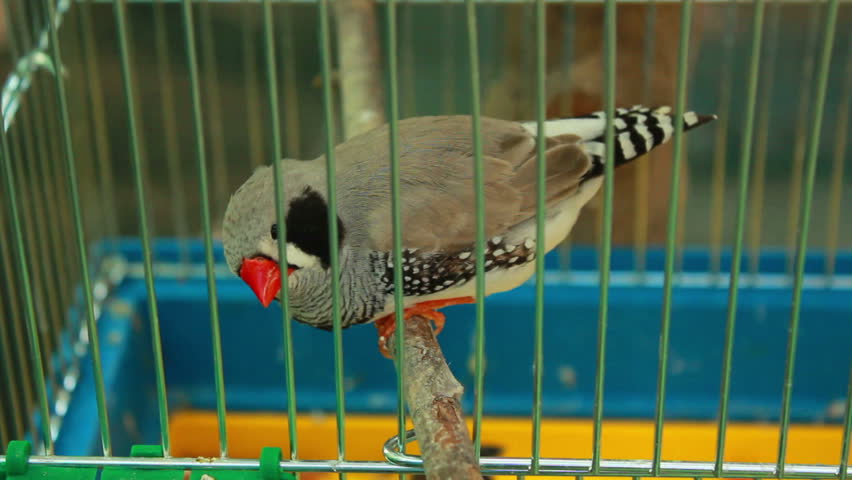 Little Birds Jumping On a Stock Footage Video (100% Royalty-free ...