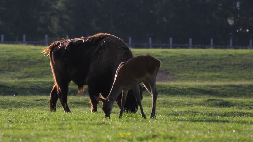 Gentle Deer and Ferocious Aurochs Stock Footage Video (100% Royalty ...