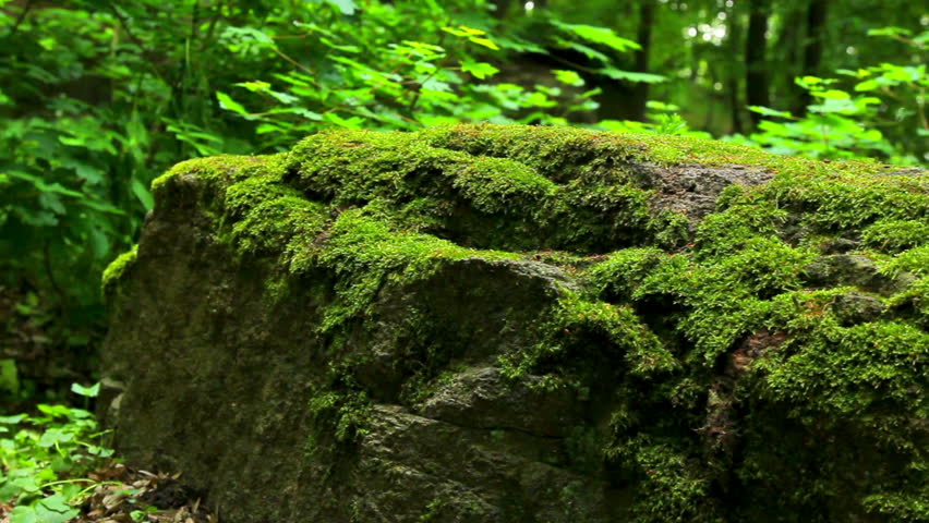 Mossy Stone in the Forest Stock Footage Video (100% Royalty-free ...