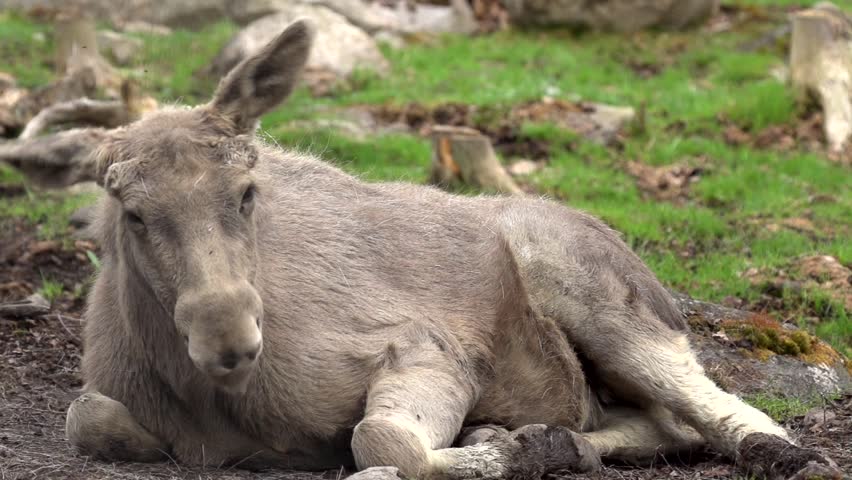 Moose in Sweden Stock Footage Video (100% Royalty-free) 6382562 ...