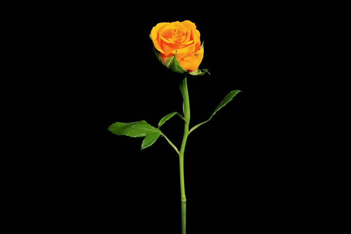 4K. Blooming Yellow Roses Flower Buds ALPHA Matte, Ultra HD. (Rosa ...