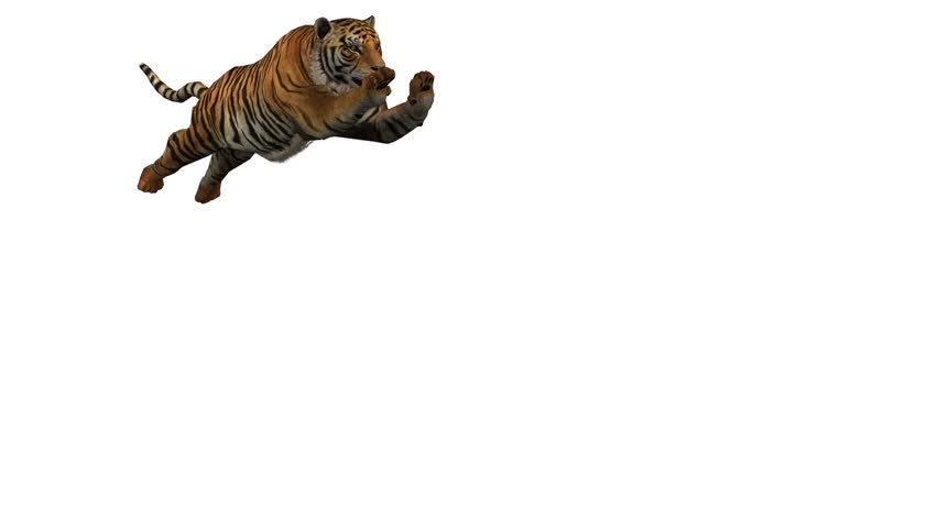 Tiger Jumped To Attack Prey,wildlife Animals Habitat. Cg_02044 Stock ...
