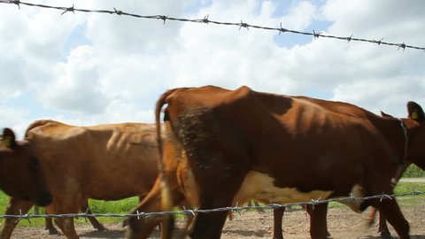 Caw Milk Stock Video Footage - 4K and HD Video Clips | Shutterstock