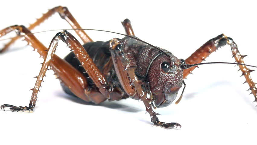 Stock video of a very large spiny bush cricket | 6648122 | Shutterstock
