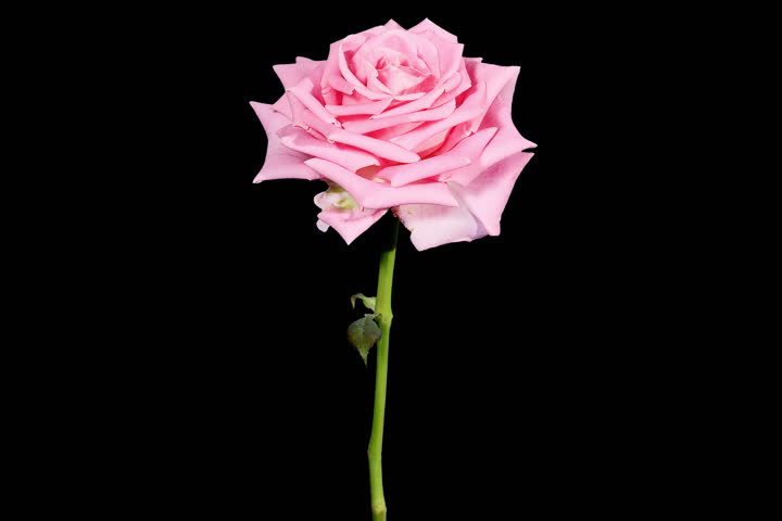 Time-lapse Of Dying Purple "Ocean Song" Rose ALPHA Matte 1 Stock ...