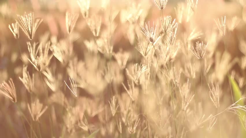 Gold Flowering Grass. Stock Footage Video (100% Royalty-free) 6734302 ...