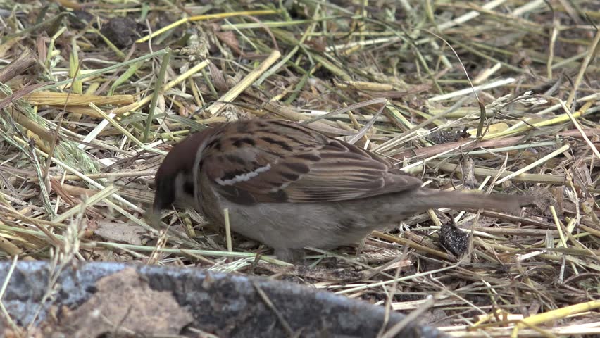 Sparrows Bird Farm Food Stock Footage Video (100% Royalty-free) 6766492 ...