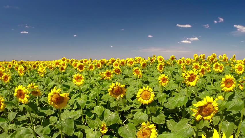 Sunflowers Following Sun. Timelapse. Stock Footage Video 6089930 ...
