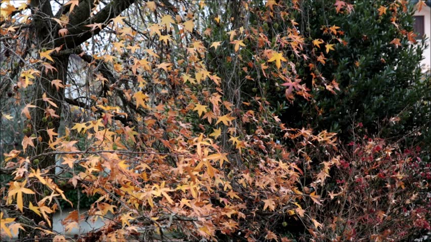 Autumn Leaves Blowing in the Stock Footage Video (100% Royalty-free ...