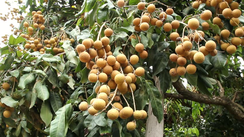 A Cluster Of Ripe Lamyai Hangs On A Tree In An Orchard In Chantaburi ...