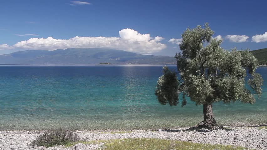 Olive Tree On a Pebble Stock Footage Video (100% Royalty-free) 6883342 ...