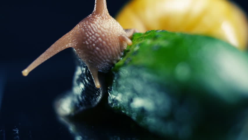 Snail Eats Cucumber Ultra Hd Stock Footage Video (100% Royalty-free ...