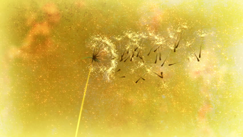 Animation of a Dandelion Growing Stock Footage Video (100% Royalty-free ...