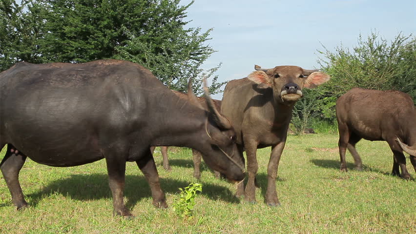 Flehmen Response In A Mature Bull, Behavior Allows Him To Detect If ...