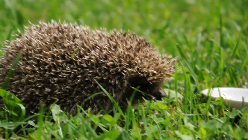Hedgehog Rolls Up Into A Ball Stock Footage Video 5166410 | Shutterstock
