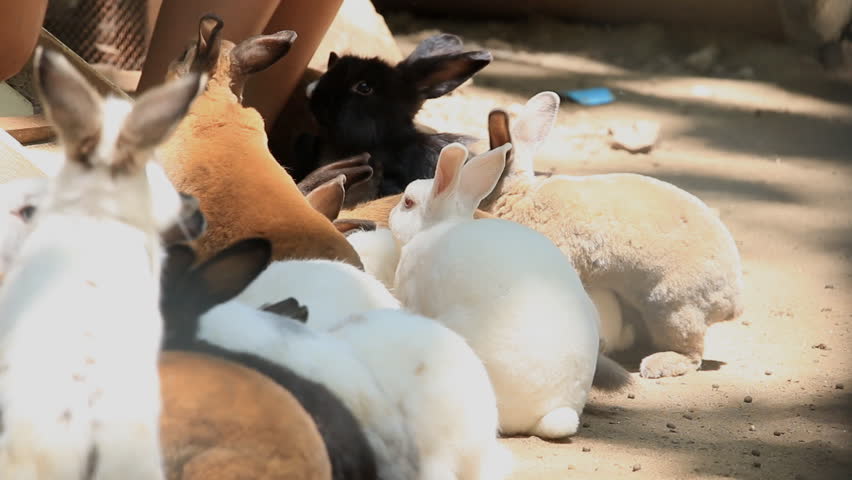 Cute White Rabbit Family, Hd Stock Footage Video (100% Royalty-free ...