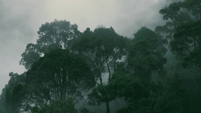 Evaporation in Humid Tropical Forest Stock Footage Video (100% Royalty ...