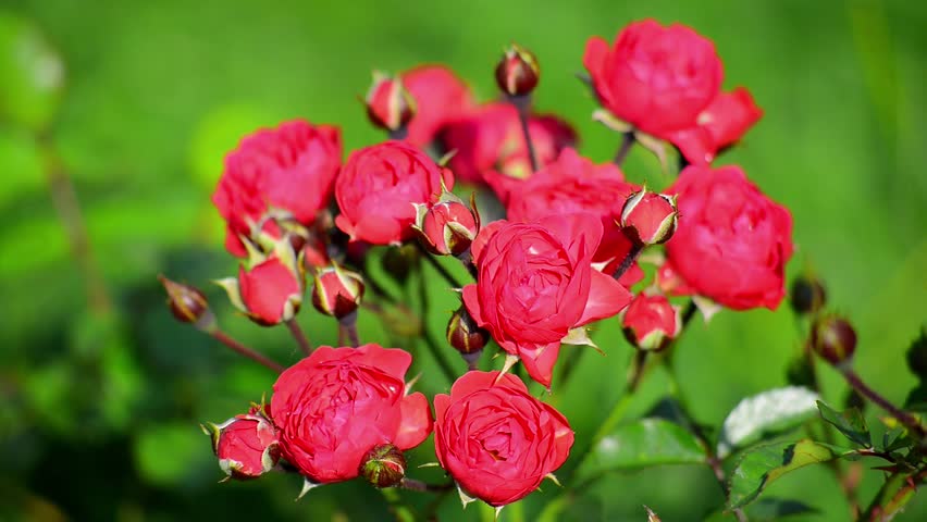Red Rose Bush in a Stock Footage Video (100% Royalty-free) 7305682 ...