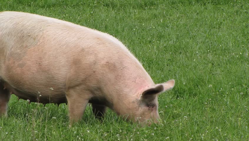 Pig Feeding Grass Stock Footage Video (100% Royalty-free) 737782 ...