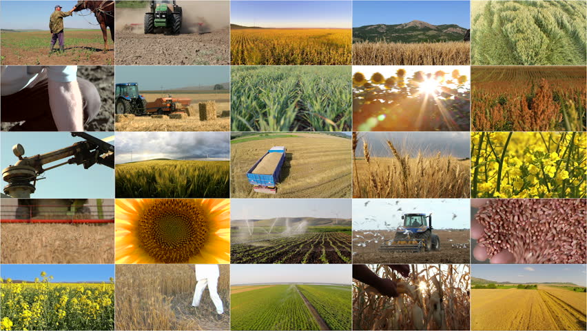 Agriculture - Food Production, Planting Corn, Soybean, Sunflower ...