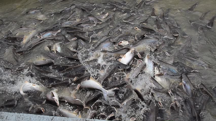 Stock video of fish animal river background water wild | 7532542 ...