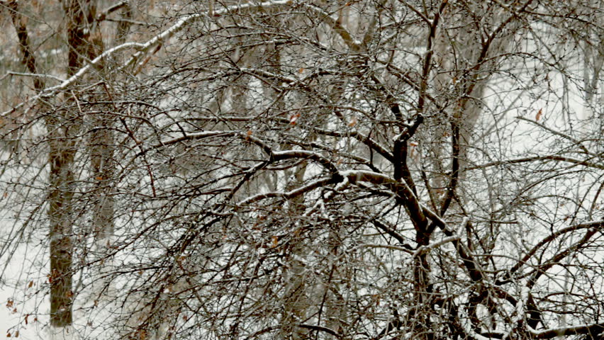 Snow On Trees Covered With Fresh Powder Snow In Utah Winter. Snow ...