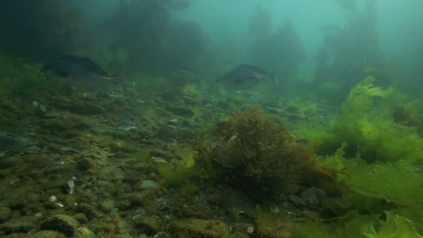 Video stock a tema Blue Moki (trumpeter) Fish Underwater (100% royalty ...