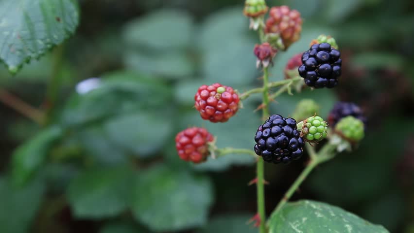Bramble Berries Stock Footage Video 997864 | Shutterstock