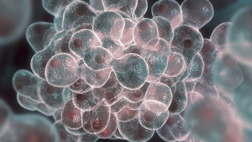 Cell Mitosis Excessive Growth Mitosis Stock Footage Video (100% Royalty ...