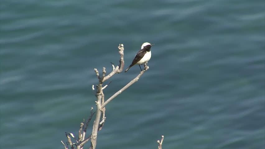 Eastern Hulafish Swimming And Schooling, Trachinops Taeniatus HD ...