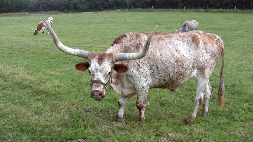 Video of Texas Longhorn Cattle Stock Footage Video (100% Royalty-free ...