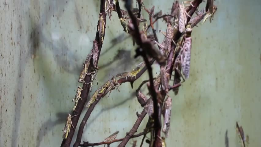 Group of Locust Insects Walking Stock Footage Video (100% Royalty-free ...