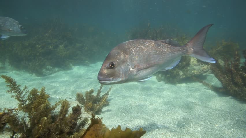 School of Snapper Swimming Amongst Stock Footage Video (100% Royalty ...
