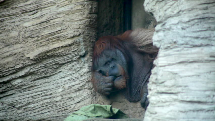 Expressive Lips Of An Orangutan Male, Great Ape With Amazing Cheeks ...
