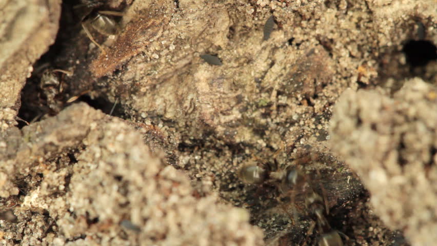 Termites Running Through Tunnels And Eating Wood. Stock Footage Video ...