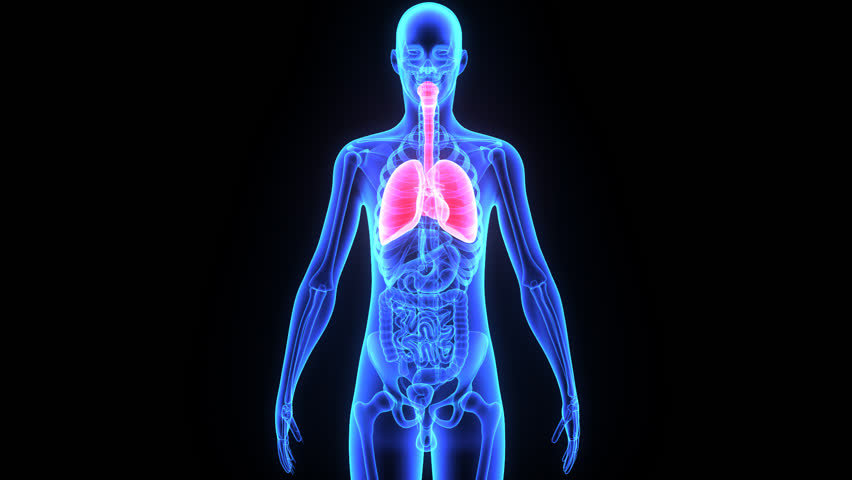 All Human Body Systems. Transition Body - Lymphatic System - Body. Loop ...